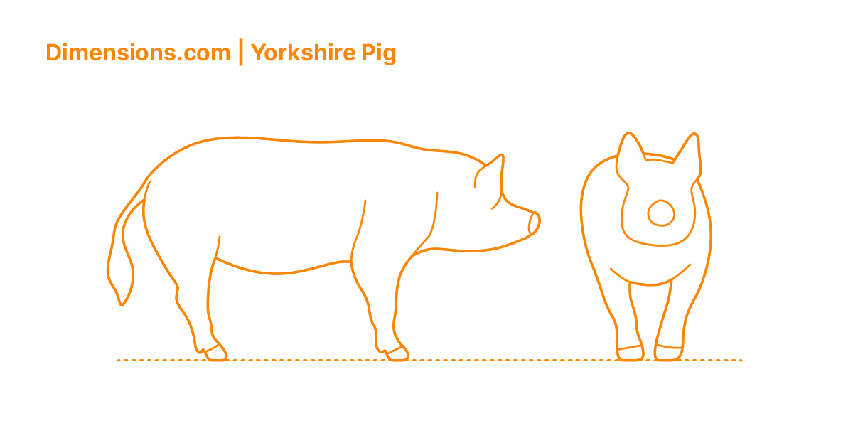 Yorkshire Pig Dimensions & Drawings | Dimensions.com