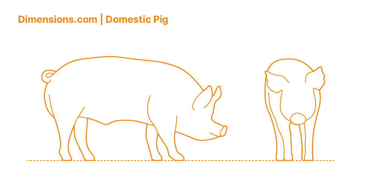 Domestic Pig (Sus domesticus) Dimensions & Drawings | Dimensions.com