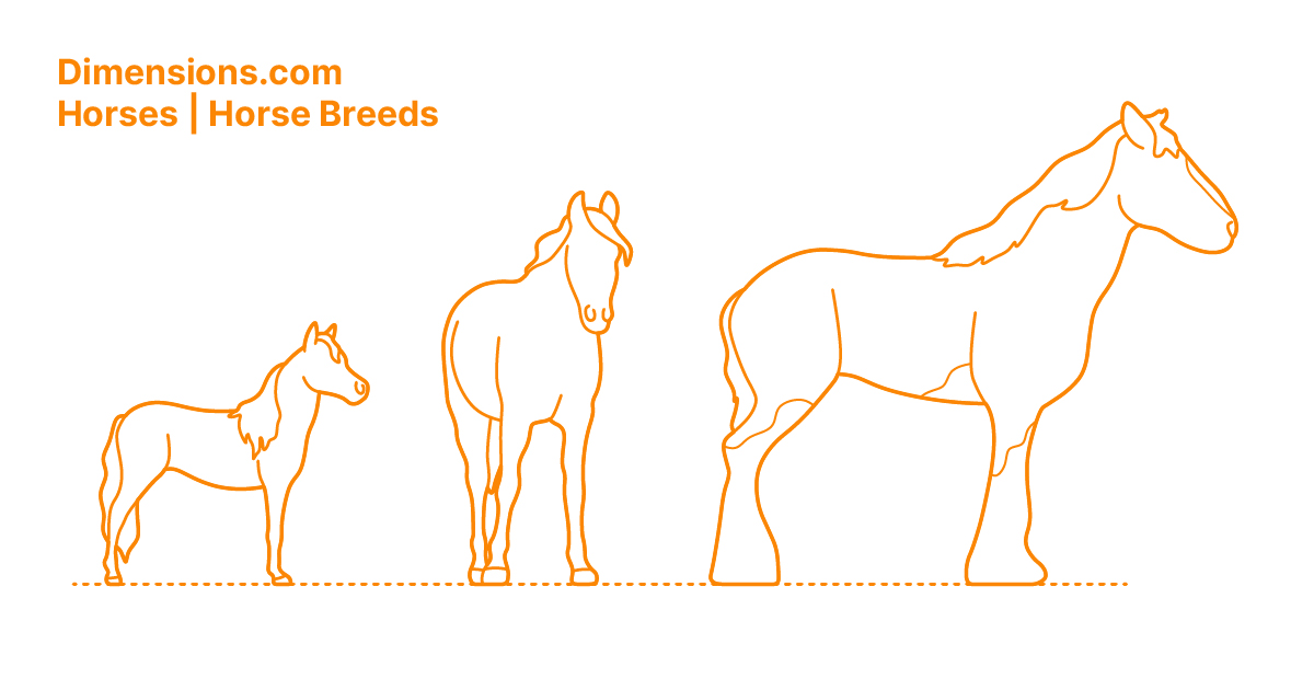 Horses | Horse Breeds Dimensions & Drawings | Dimensions.com