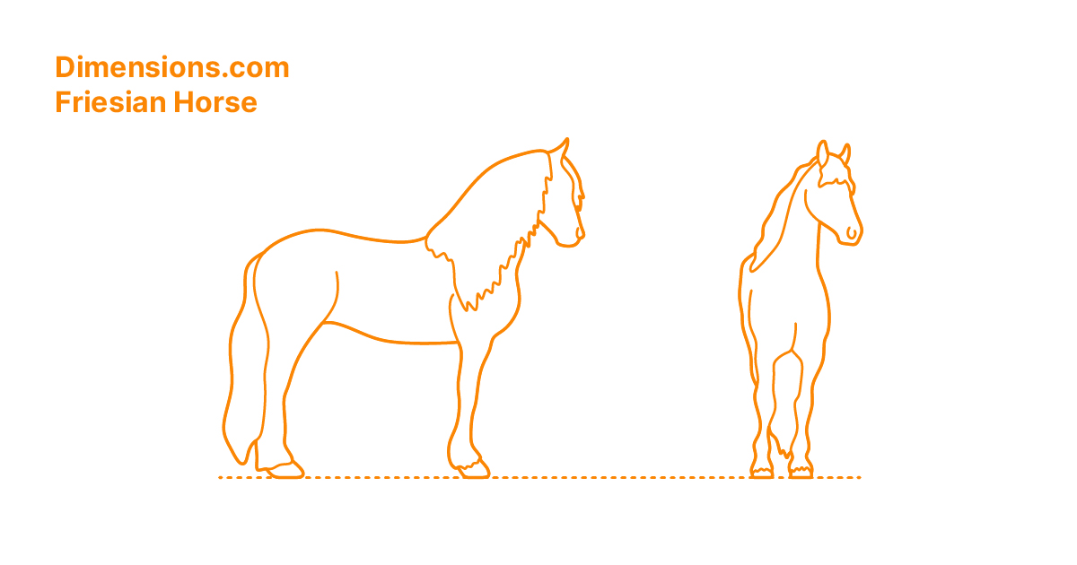 Friesian Horse Dimensions & Drawings | Dimensions.com
