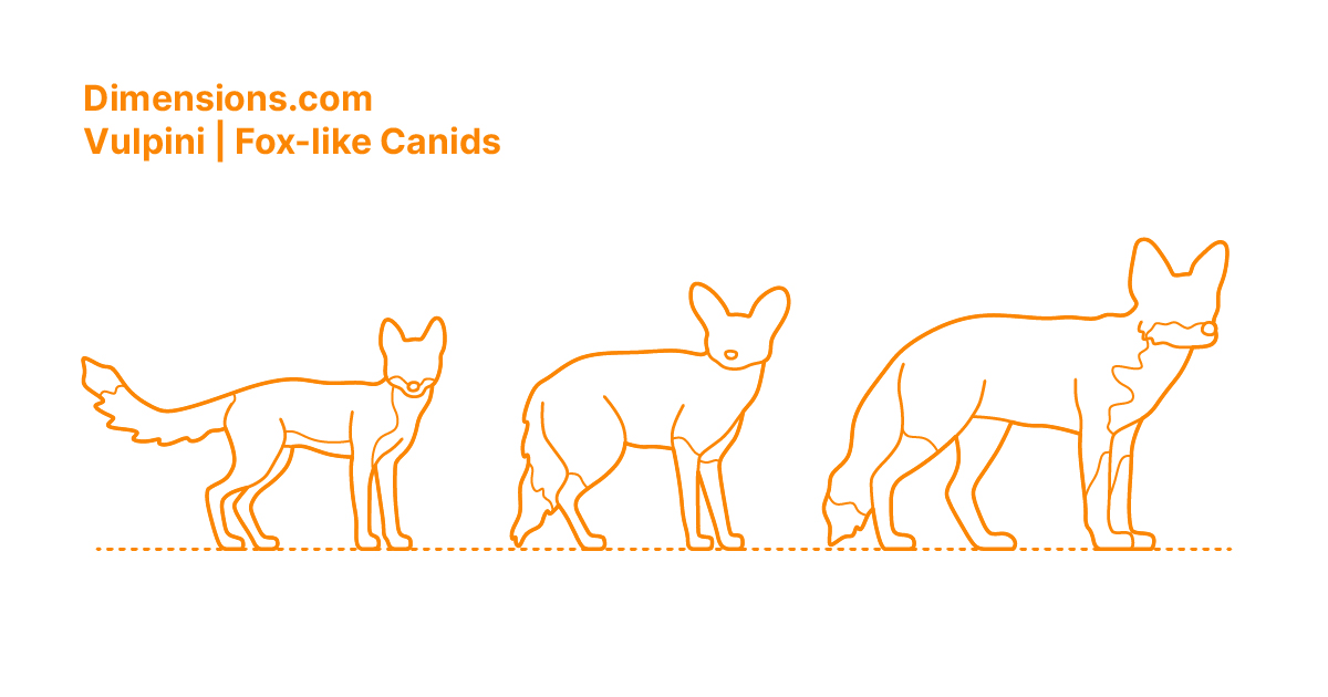 Vulpines | Vulpini Dimensions & Drawings | Dimensions.com