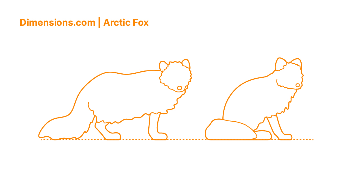 Arctic Fox (Vulpes lagopus) Dimensions & Drawings | Dimensions.com