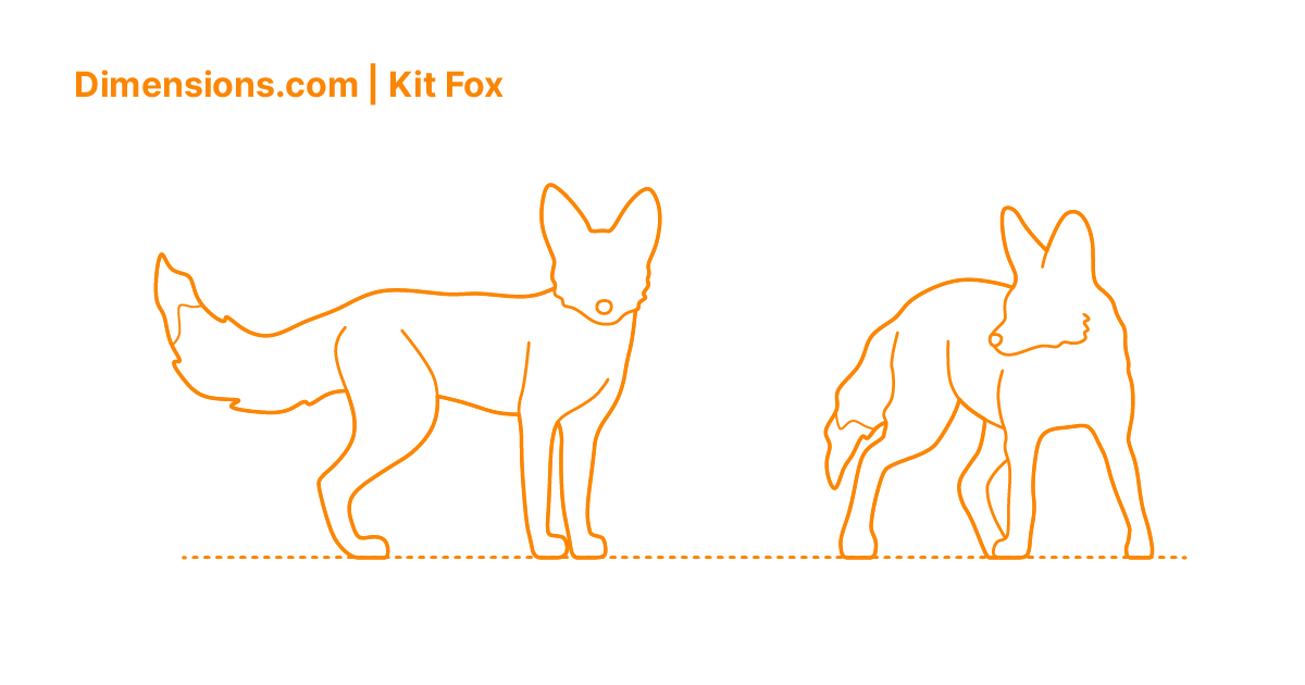 Kit Fox (Vulpes macrotis) Dimensions & Drawings | Dimensions.com