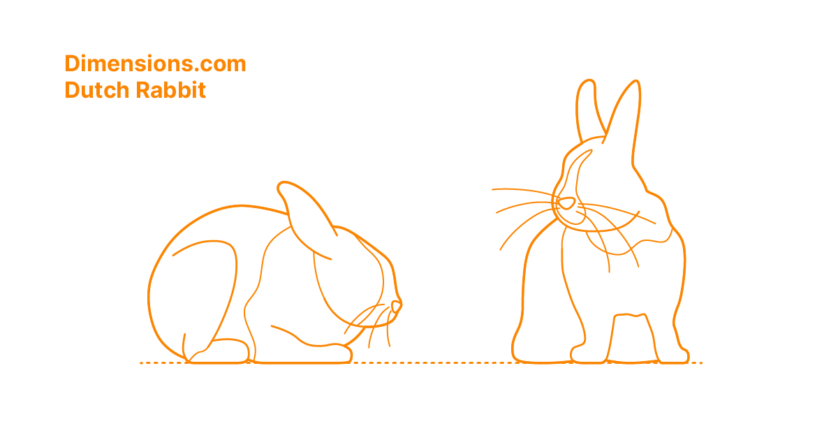 Dutch Rabbit Dimensions & Drawings | Dimensions.com