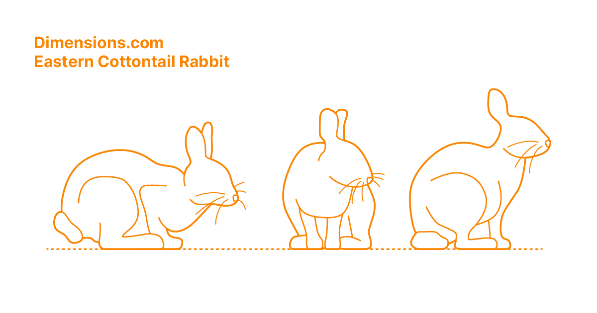 Eastern Cottontail Rabbit Dimensions & Drawings | Dimensions.com