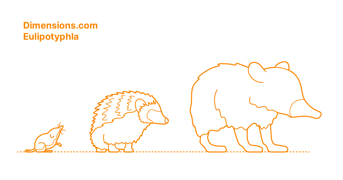 Eulipotyphla Dimensions & Drawings | Dimensions.com