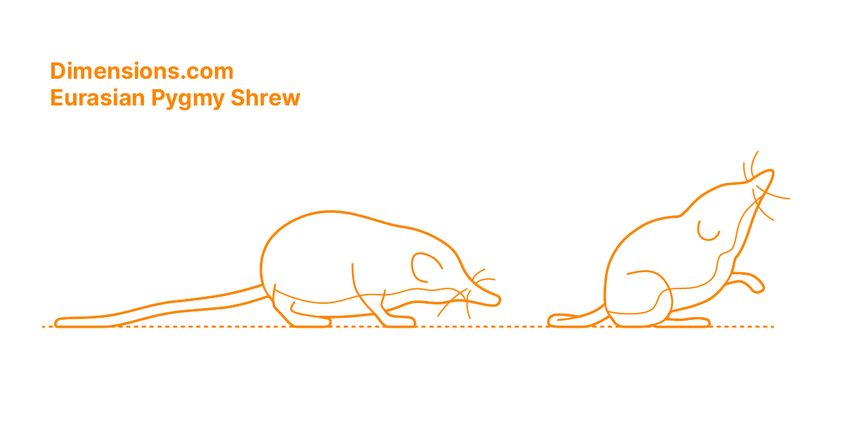Eurasian Pygmy Shrew Dimensions & Drawings | Dimensions.com