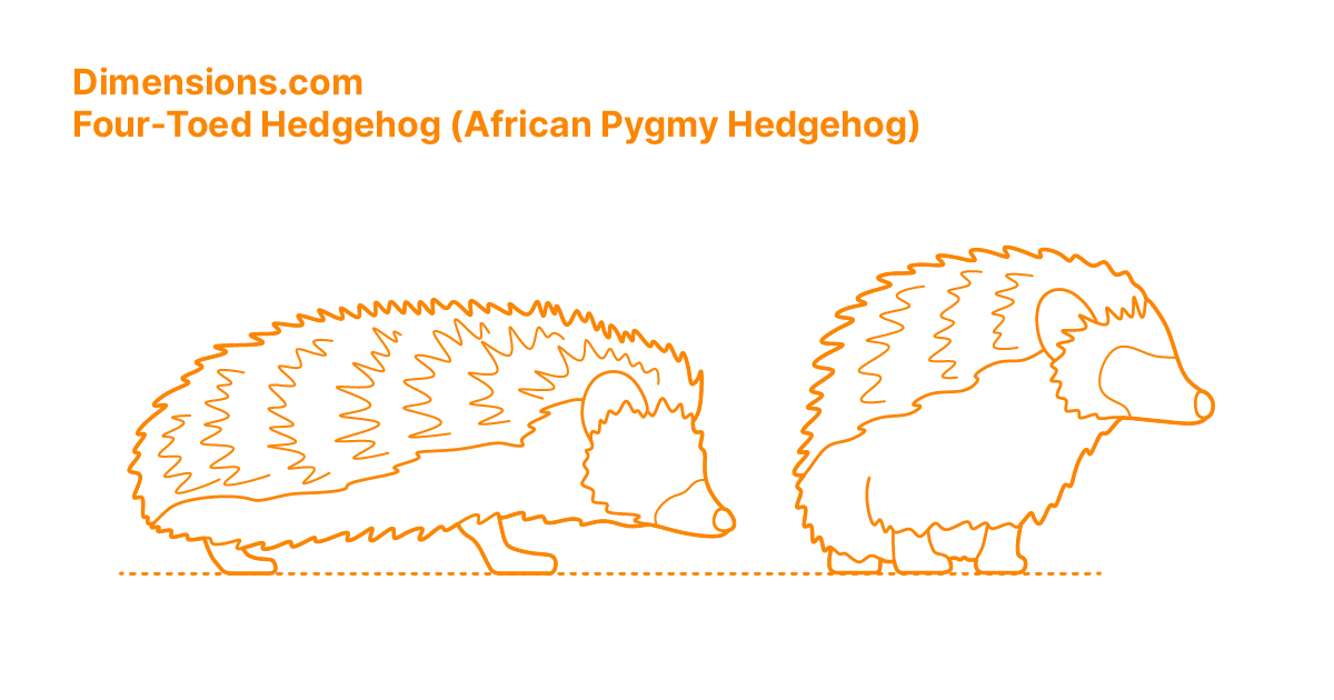Four-Toed Hedgehog | African Pygmy Hedgehog Dimensions & Drawings ...
