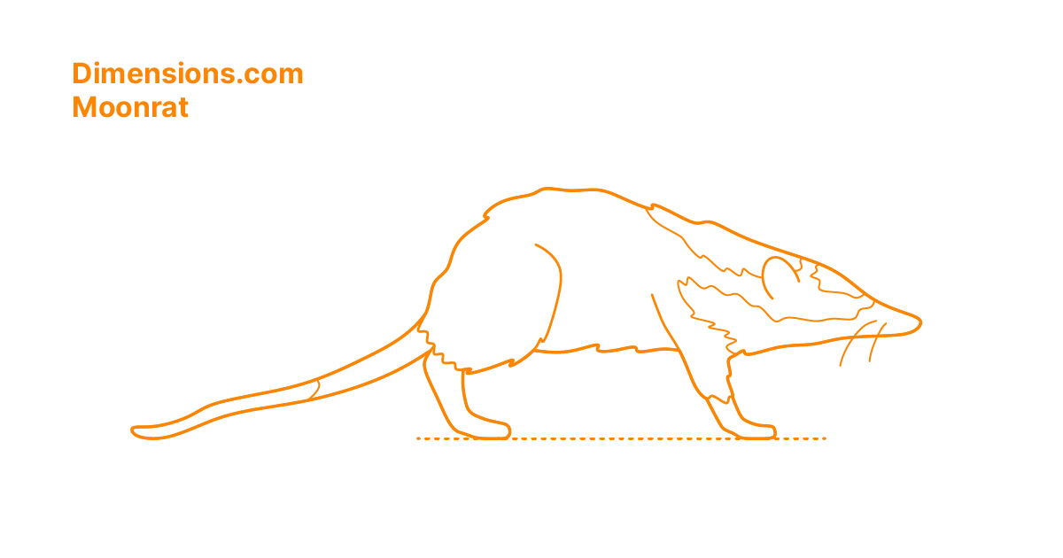 Moonrat Dimensions & Drawings | Dimensions.com