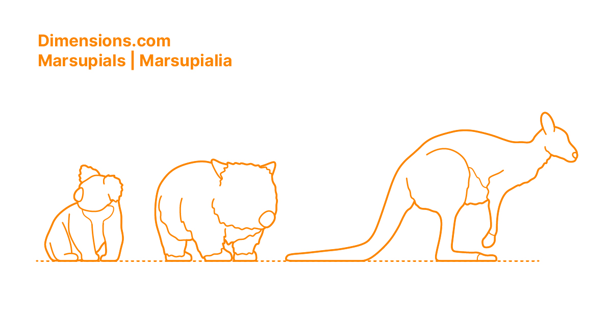 Marsupials | Marsupialia Dimensions & Drawings | Dimensions.com