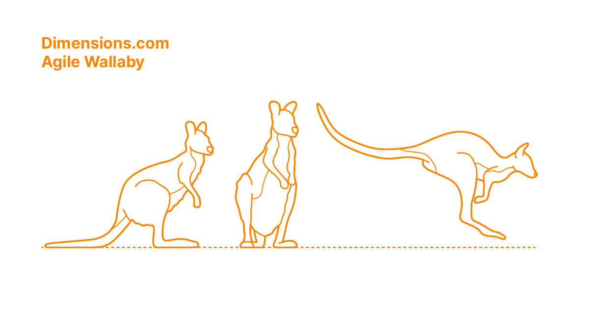 Agile Wallaby (Macropus agilis) Dimensions & Drawings | Dimensions.com