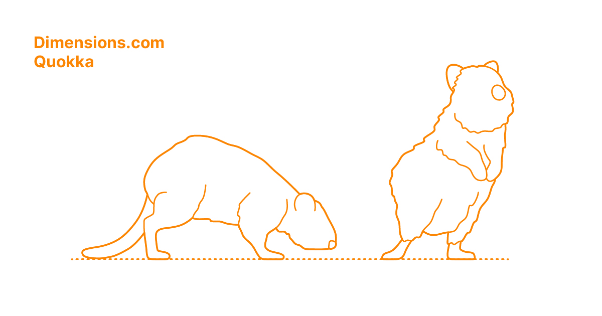 Quokka (Setonix brachyurus) Dimensions & Drawings | Dimensions.com