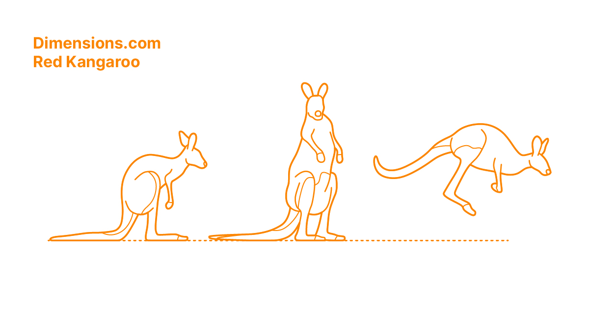 Red Kangaroo (Osphranter rufus) Dimensions & Drawings | Dimensions.com