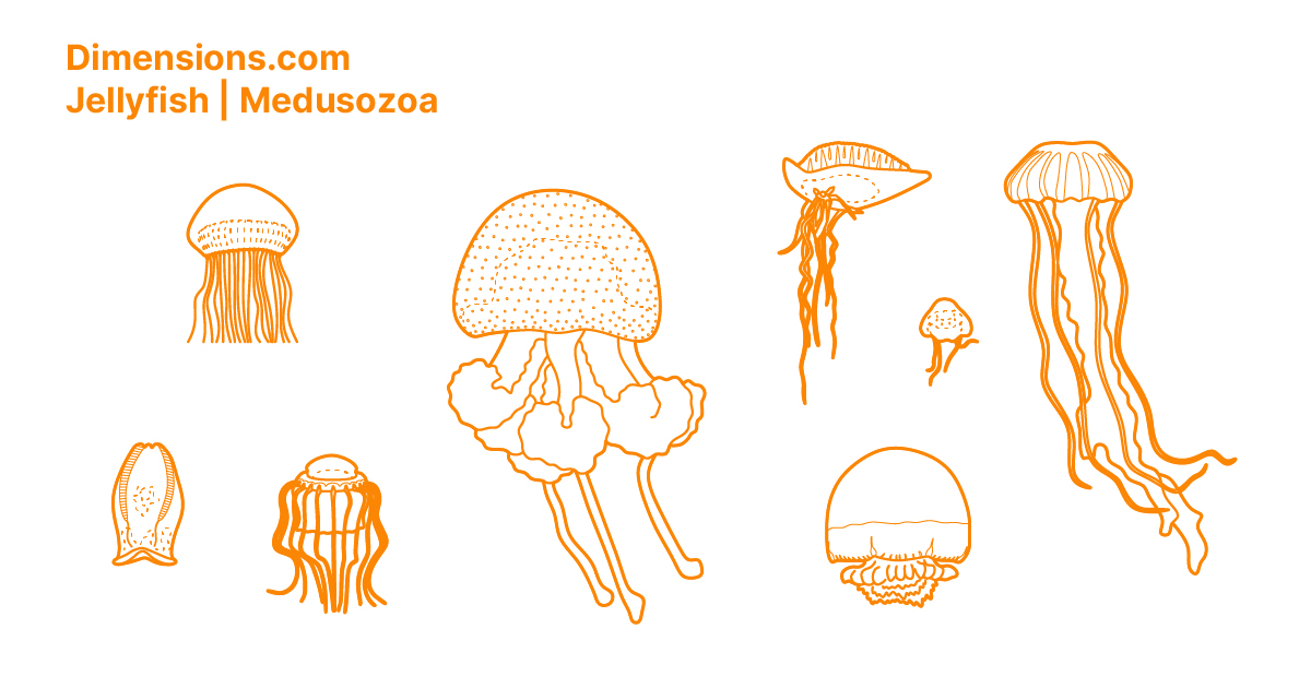 Types Of Cnidarians Jellyfish