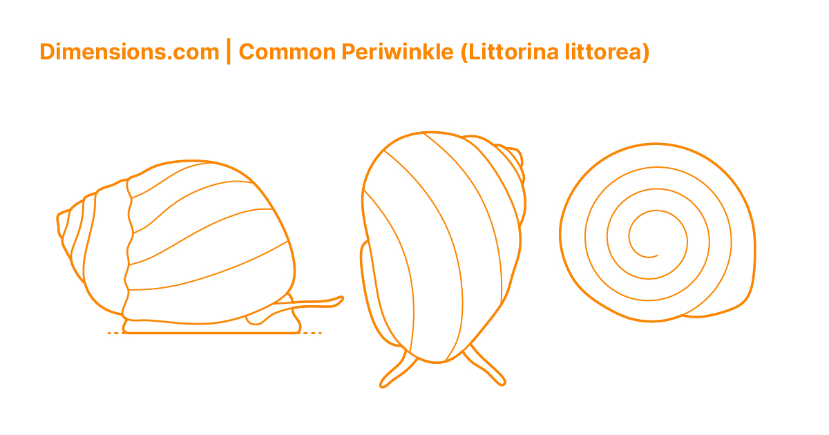 Common Periwinkle (Littorina littorea) Dimensions & Drawings ...