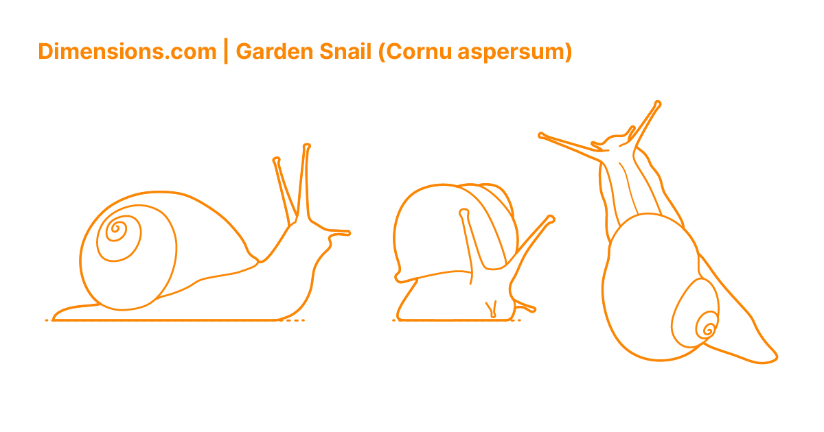 Garden Snail (Cornu aspersum) Dimensions & Drawings | Dimensions.com
