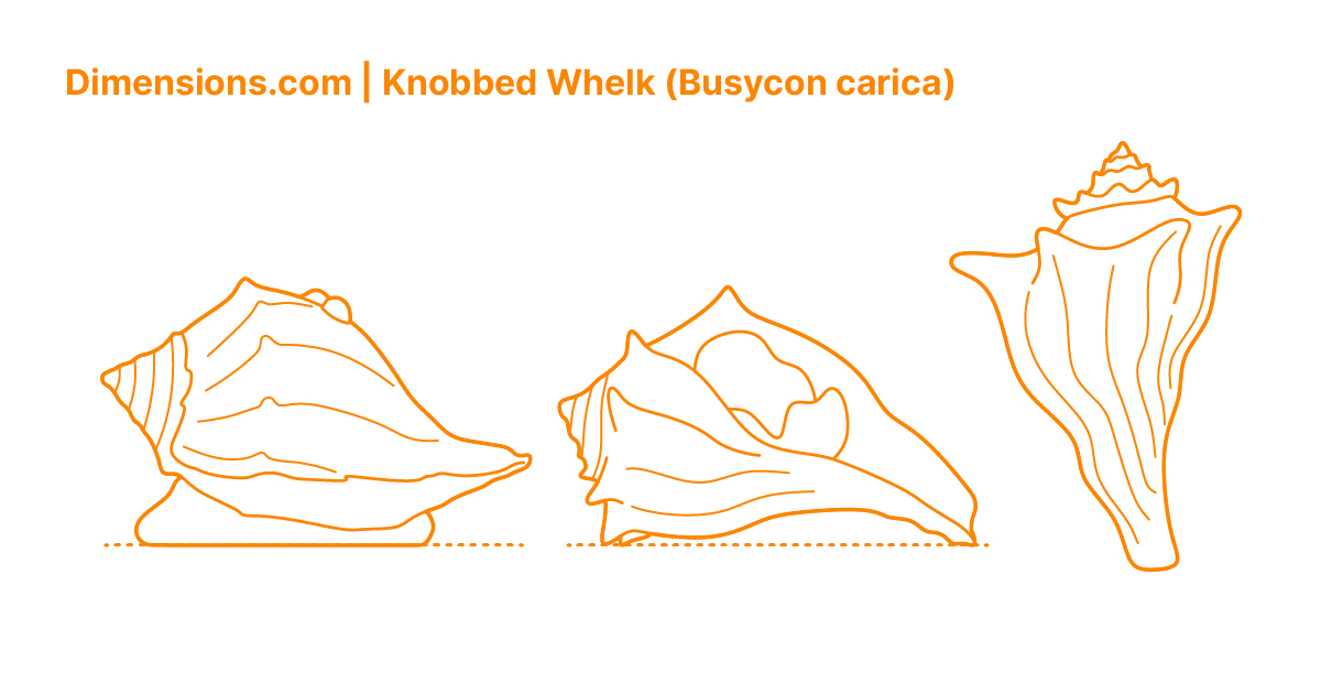 Knobbed Whelk (Busycon carica) Dimensions & Drawings | Dimensions.com