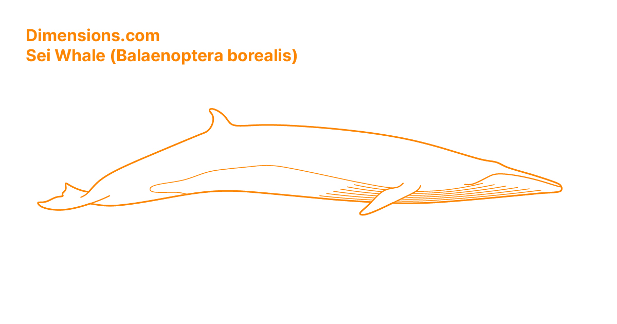 Sei Whale (Balaenoptera borealis) Dimensions & Drawings | Dimensions.com