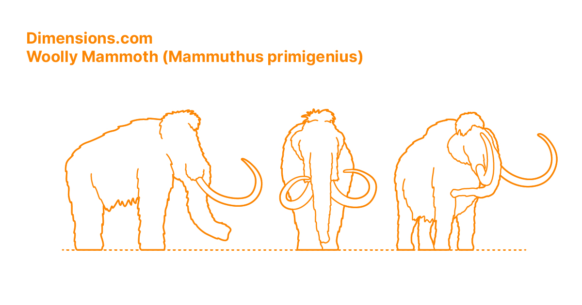 Steppe Mammoth Size