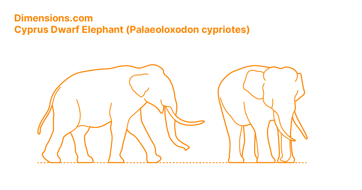 Cyprus Dwarf Elephant (Palaeoloxodon cypriotes) Dimensions & Drawings ...