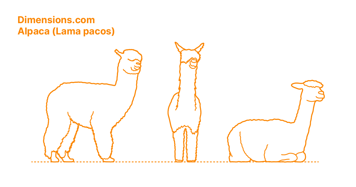 Alpaca (Lama pacos) Dimensions & Drawings | Dimensions.com
