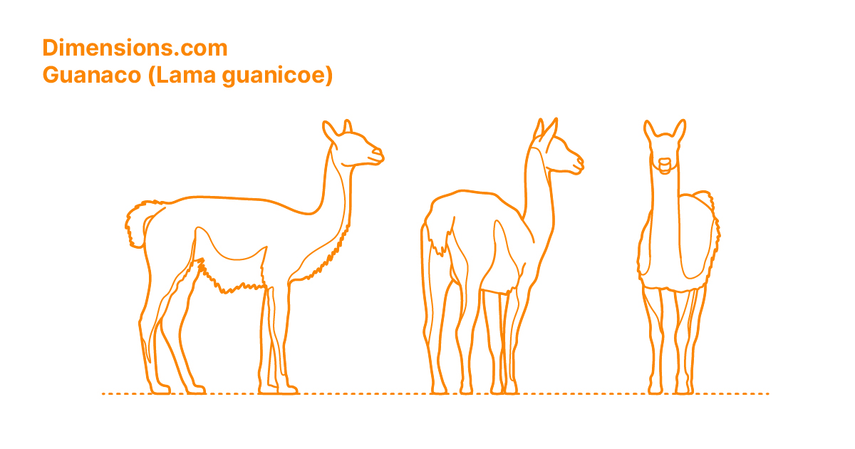 Guanaco (Lama guanicoe) Dimensions & Drawings | Dimensions.com