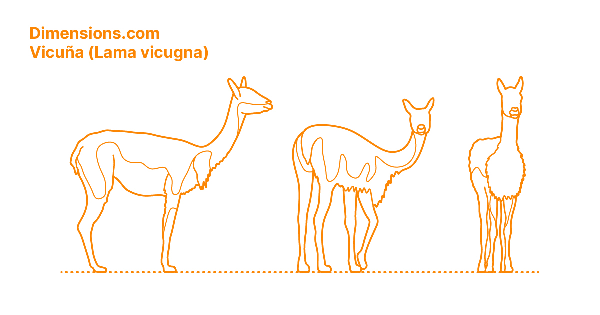 Vicuña (Lama vicugna) Dimensions & Drawings | Dimensions.com