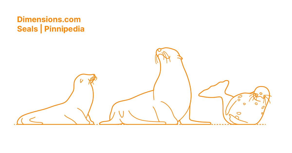 Seals | Pinnipedia Dimensions & Drawings | Dimensions.com