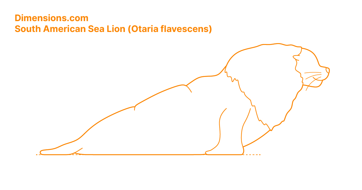 South American Sea Lion (Otaria flavescens) Dimensions & Drawings ...