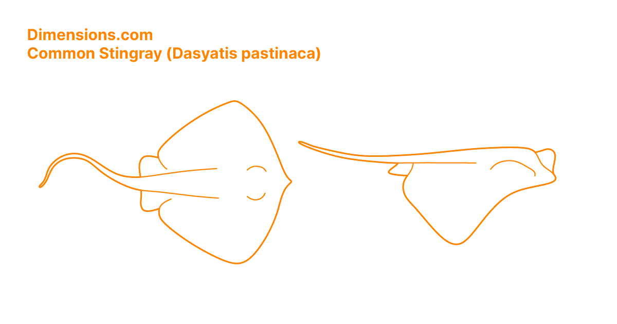Common Stingray (Dasyatis pastinaca) Dimensions & Drawings | Dimensions.com