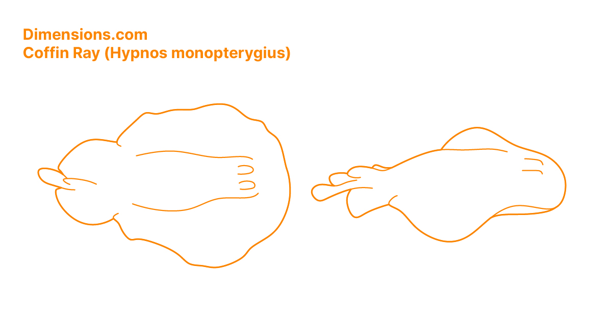 Coffin Ray (Hypnos monopterygius) Dimensions & Drawings | Dimensions.com