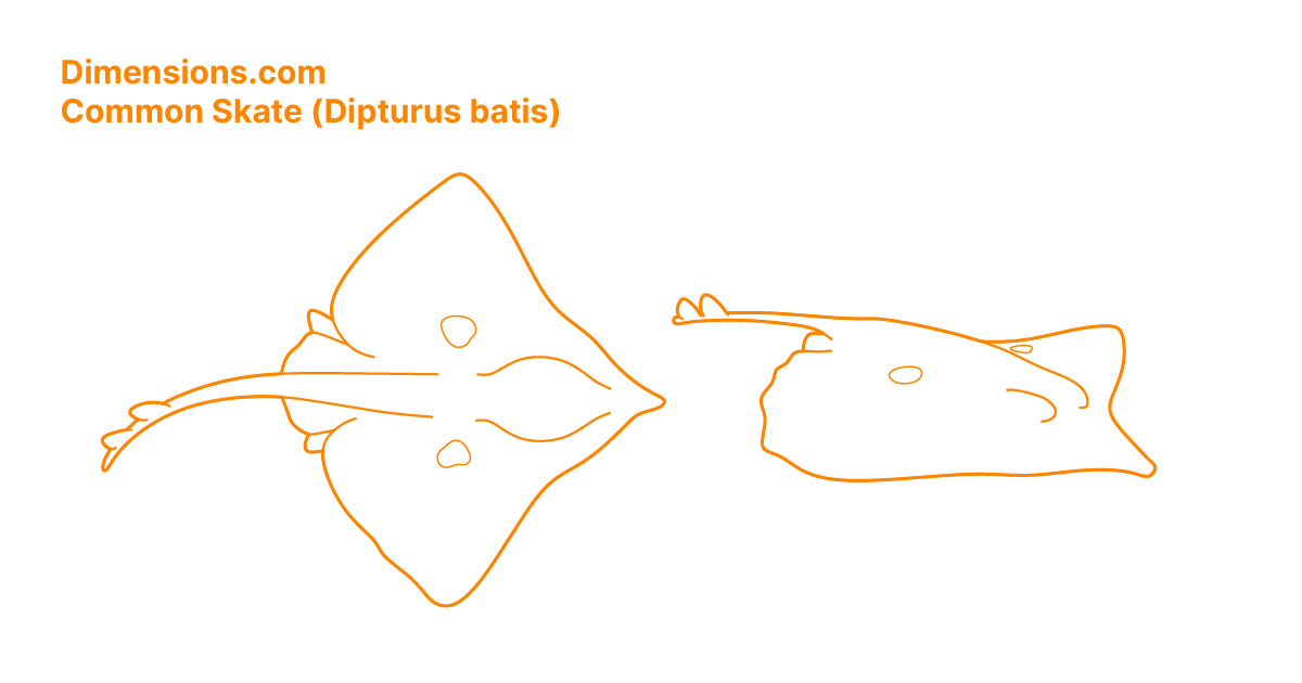 Common Skate (Dipturus batis) Dimensions & Drawings | Dimensions.com