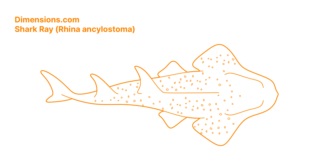 Shark Ray (Rhina ancylostoma) Dimensions & Drawings | Dimensions.com