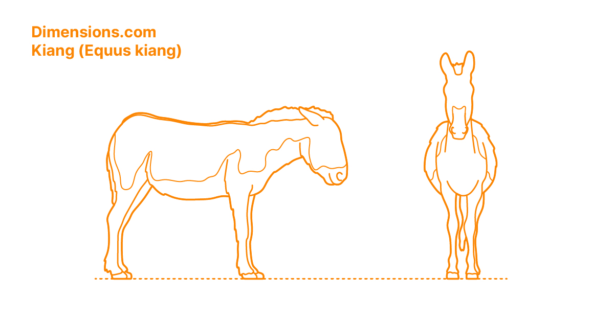 Kiang (Equus kiang) Dimensions & Drawings | Dimensions.com