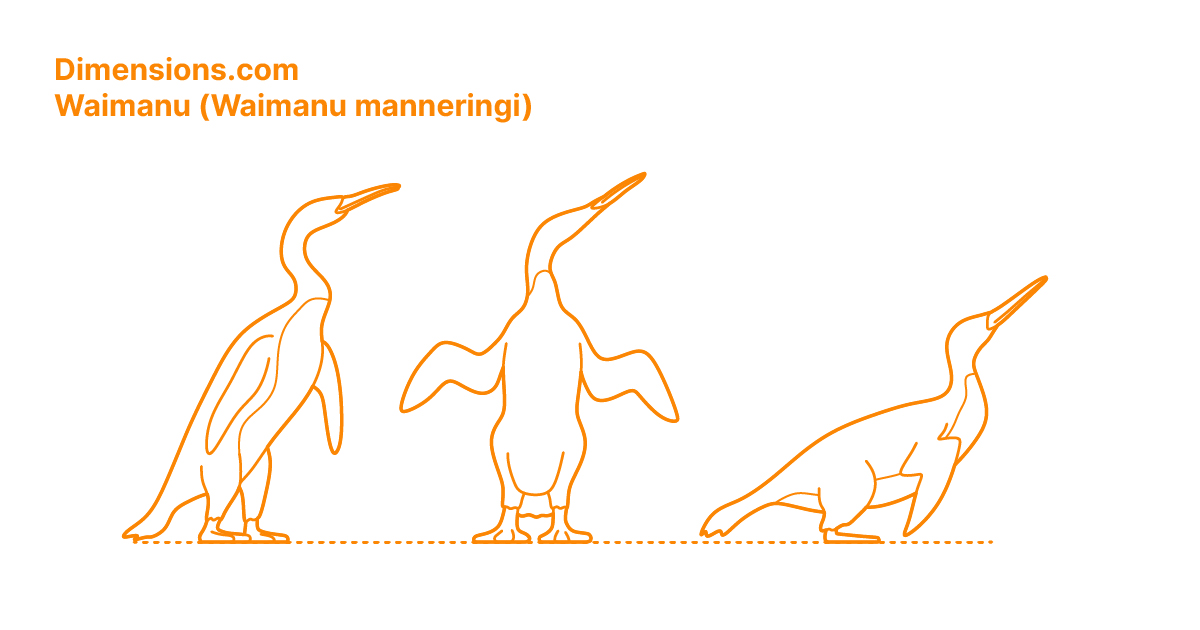 Waimanu (Waimanu manneringi) Dimensions & Drawings | Dimensions.com