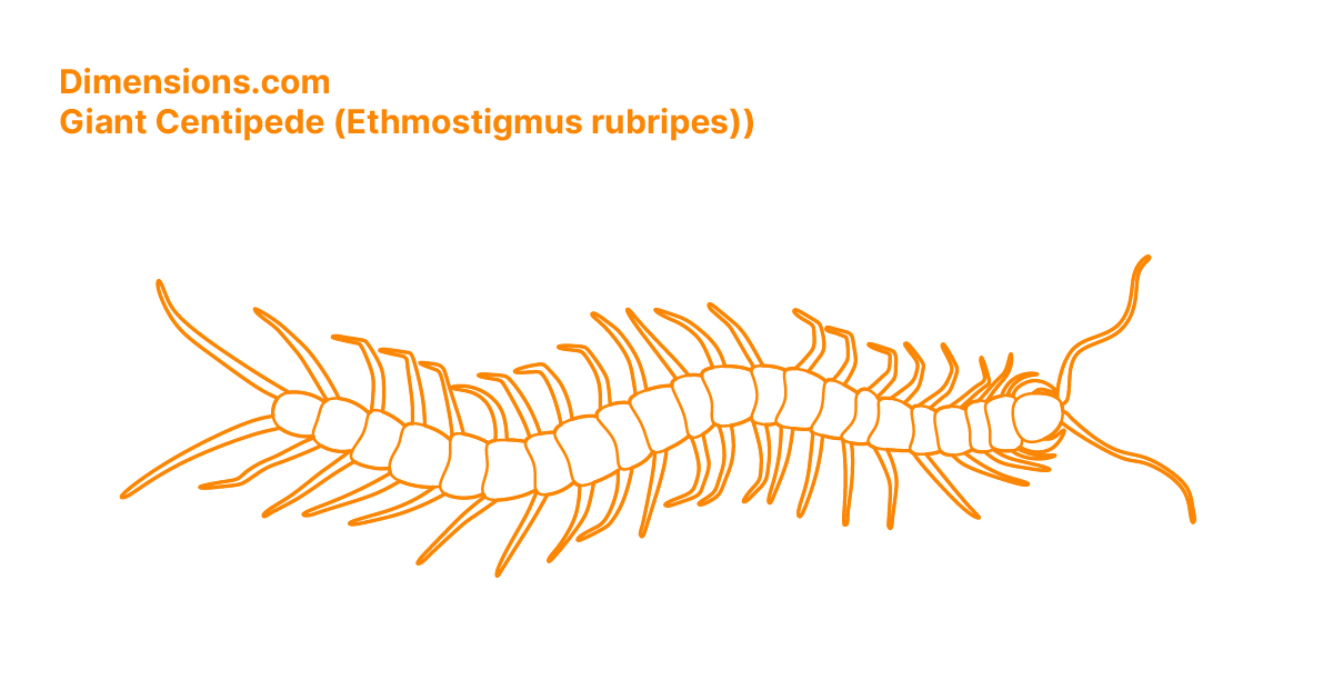 Giant Centipede (Ethmostigmus rubripes) Dimensions & Drawings ...
