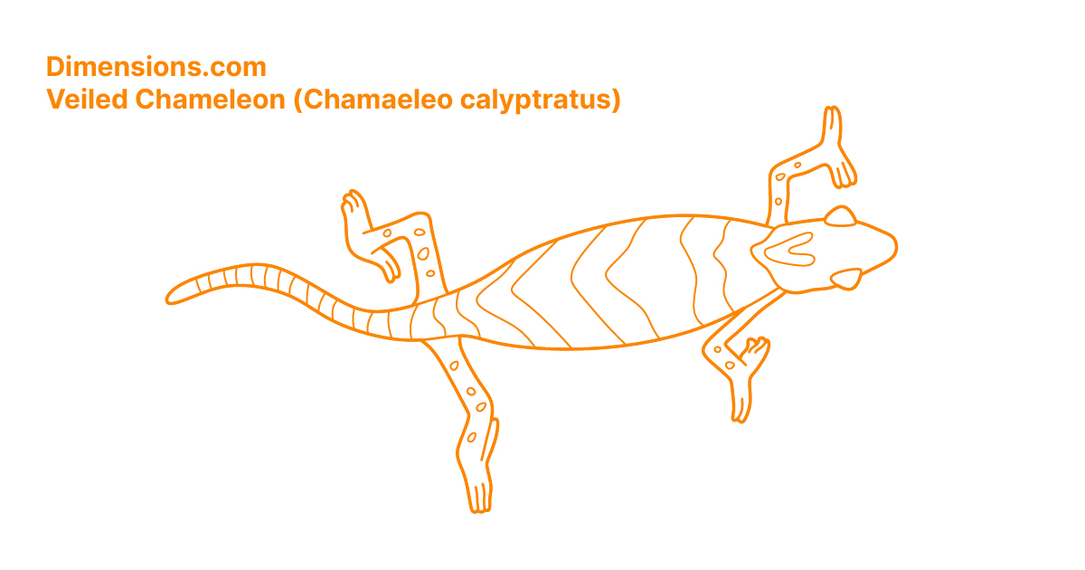 Veiled Chameleon (Chamaeleo calyptratus) Dimensions & Drawings ...