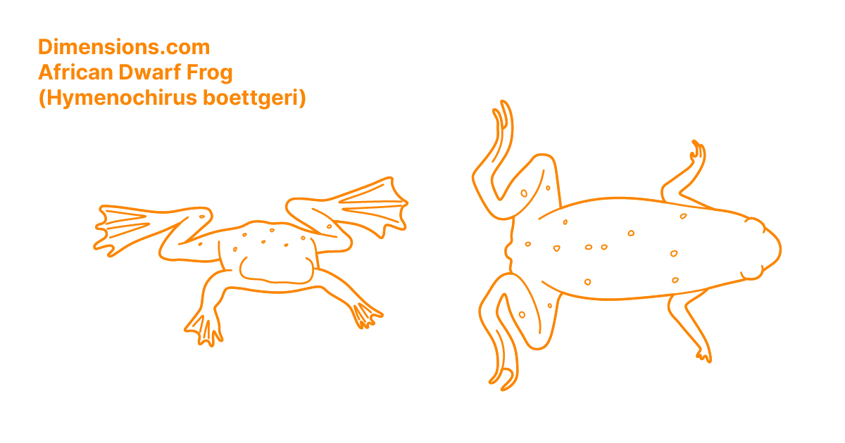African Dwarf Frog (Hymenochirus boettgeri) Dimensions & Drawings ...