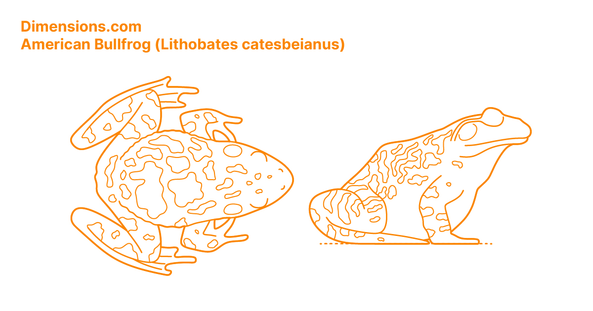 American Bullfrog (Lithobates catesbeianus) Dimensions & Drawings ...