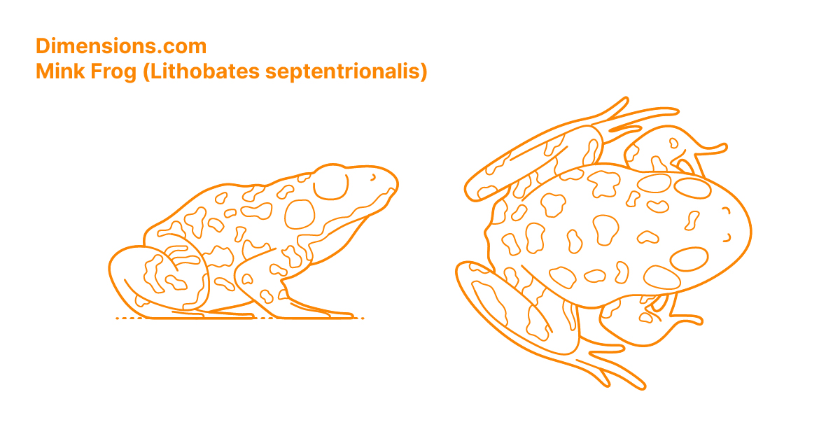 Mink Frog (Lithobates septentrionalis) Dimensions & Drawings ...