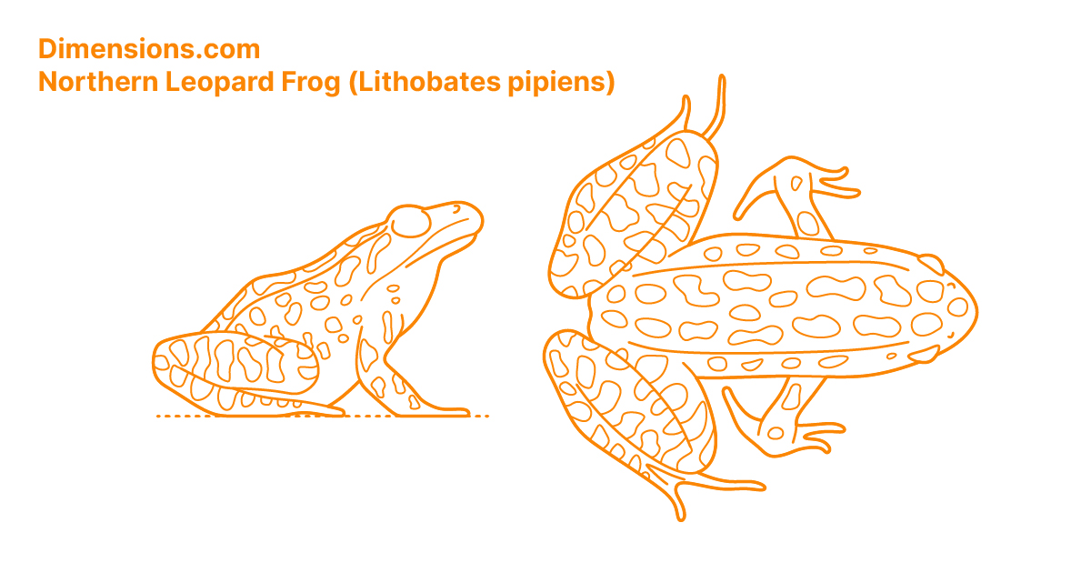 Southern Leopard Frog Drawing