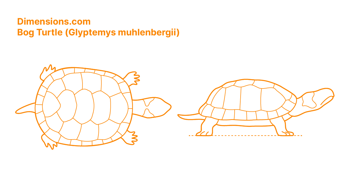 Bog Turtle (Glyptemys muhlenbergii) Dimensions & Drawings | Dimensions.com