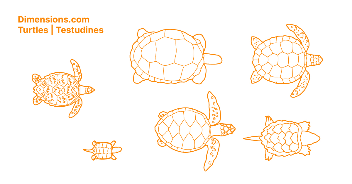 Turtles | Testudines Dimensions & Drawings | Dimensions.com