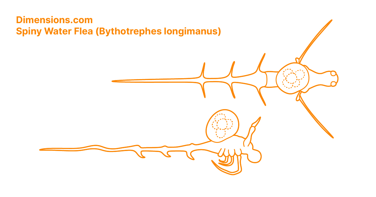 Spiny Water Flea (Bythotrephes longimanus) Dimensions & Drawings ...