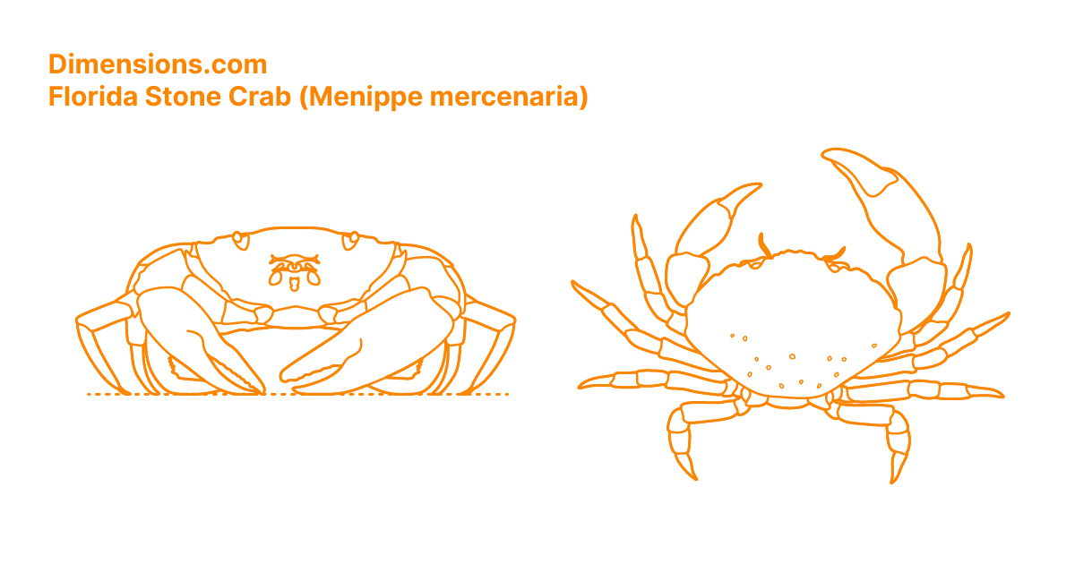 Florida Stone Crab (Menippe mercenaria) Dimensions & Drawings ...
