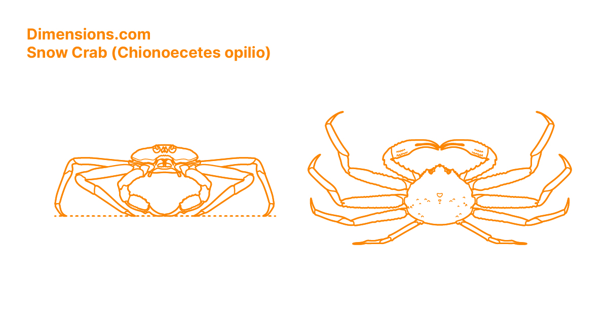 Snow Crab (Chionoecetes opilio) Dimensions & Drawings | Dimensions.com