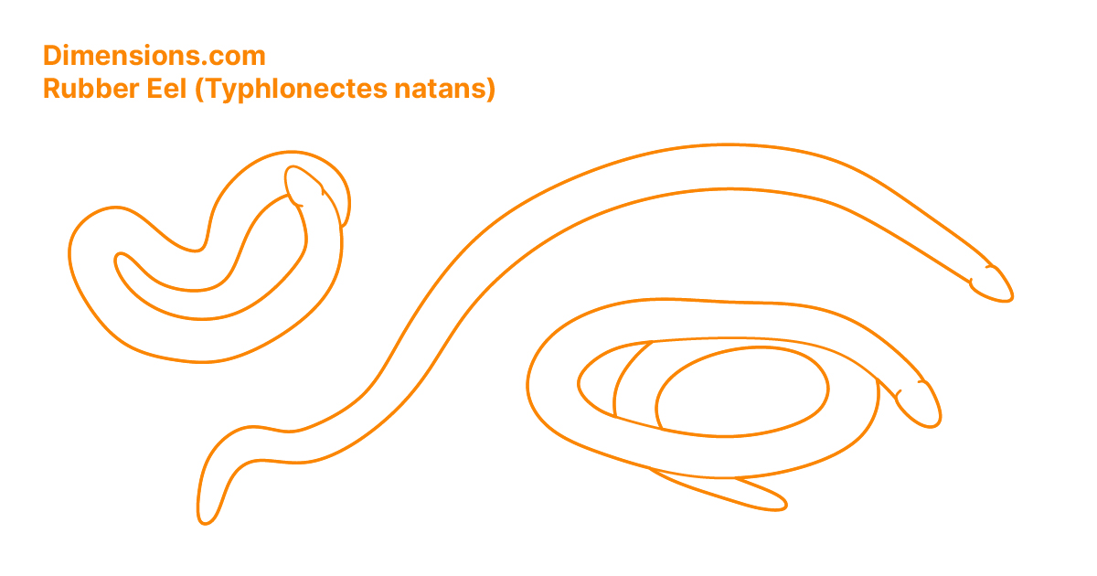 Rubber Eel (Typhlonectes natans) Dimensions & Drawings | Dimensions.com