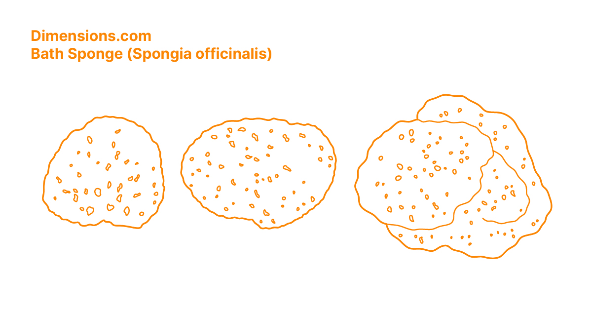 Bath Sponge (Spongia officinalis) Dimensions & Drawings | Dimensions.com