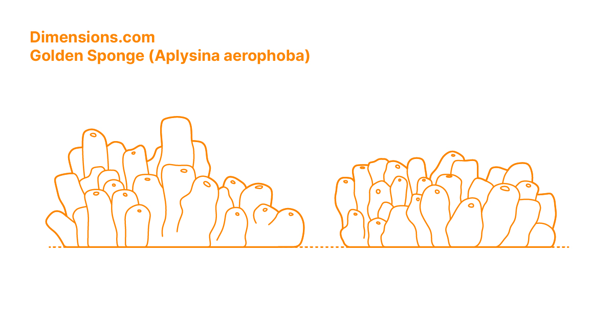 Golden Sponge (Aplysina aerophoba) Dimensions & Drawings | Dimensions.com