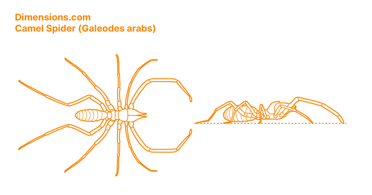 Camel Spider Size Comparison